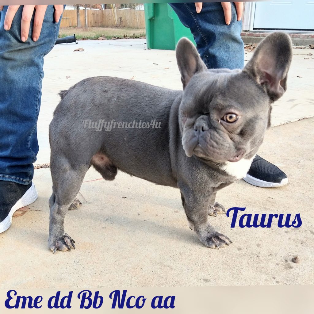 Taurus- Blue quad carrier + testable Bb – petbidz.com