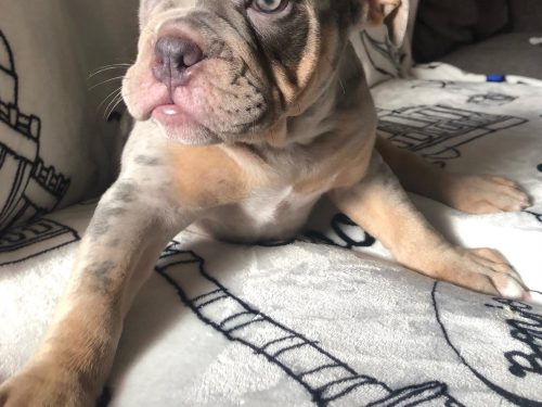 petbidz.com – Online Pet Auctions